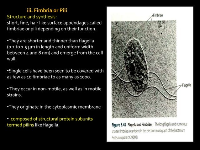 EUBACTERIA :OVERVIEW | PPTX | Biological Sciences | Science