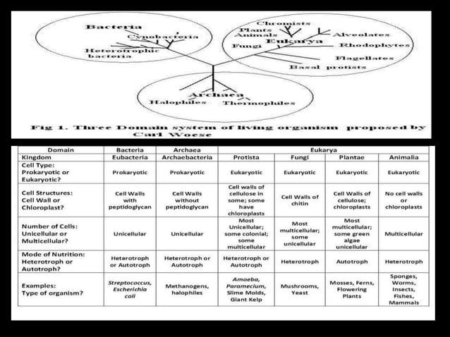 Eubacteria Overview Pptx Biological Sciences Science
