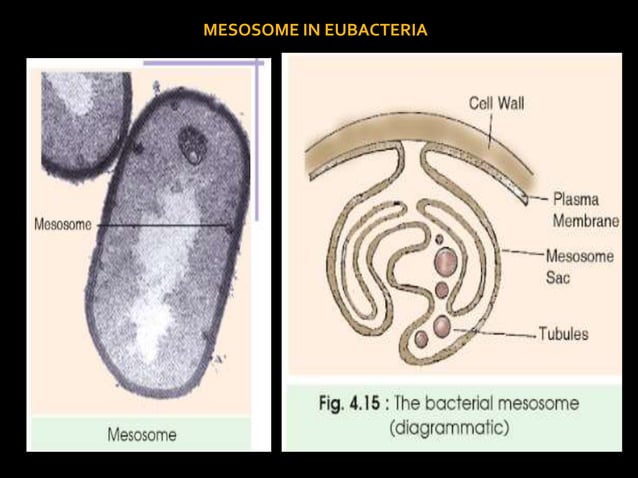 EUBACTERIA :OVERVIEW | PPTX | Biological Sciences | Science