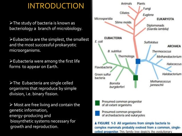 EUBACTERIA :OVERVIEW | PPTX | Biological Sciences | Science