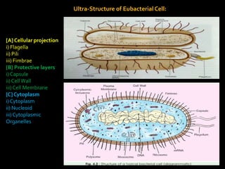 Eubacterial Cell