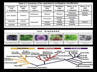 Kingdom Eubacteria Chart