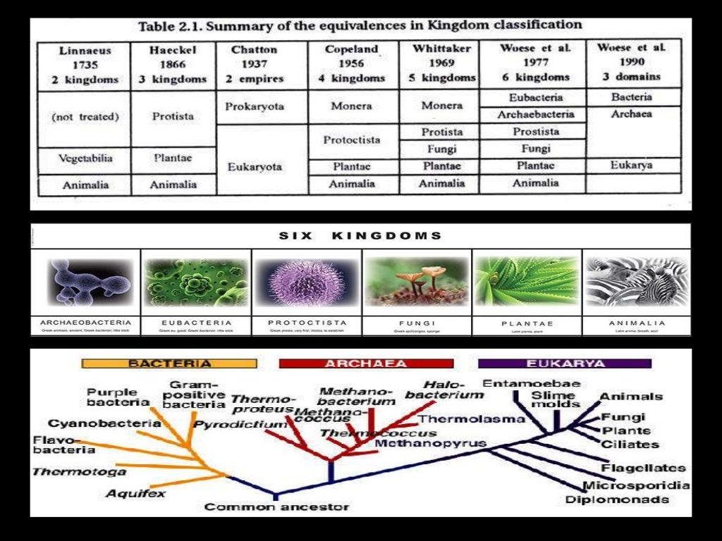 EUBACTERIA :OVERVIEW