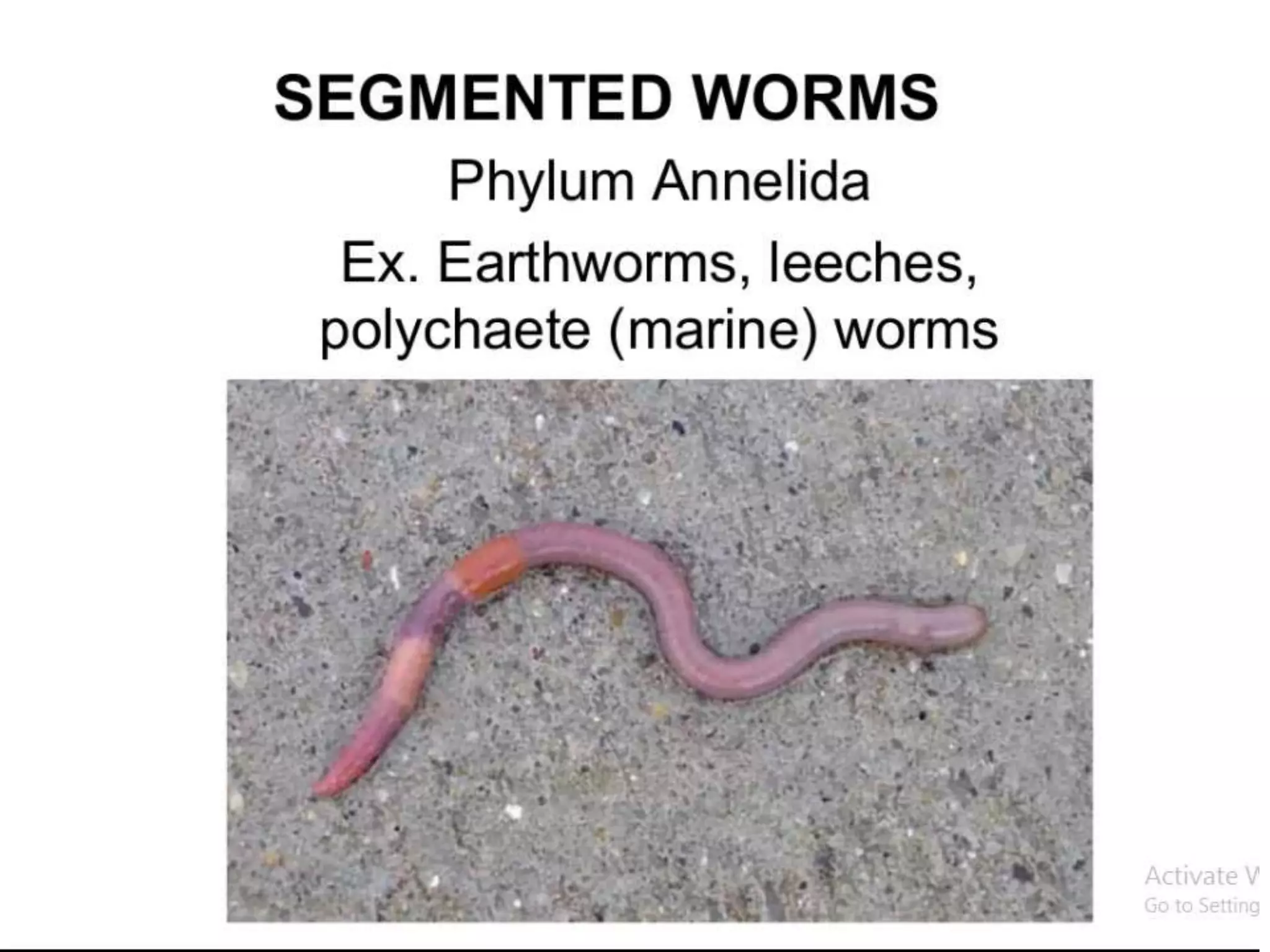 General charecter of phylum annelid.pptx