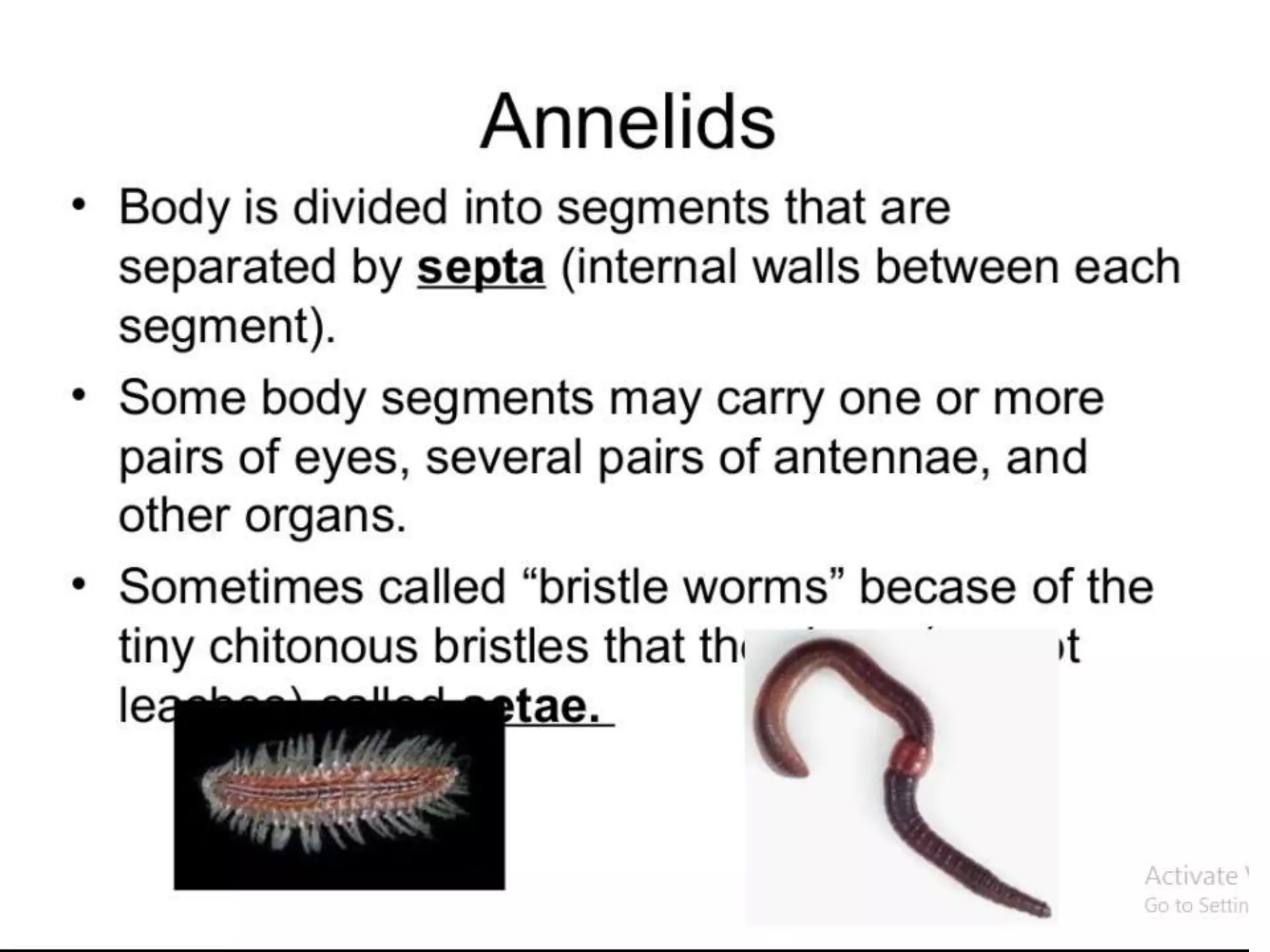 General charecter of phylum annelid.pptx