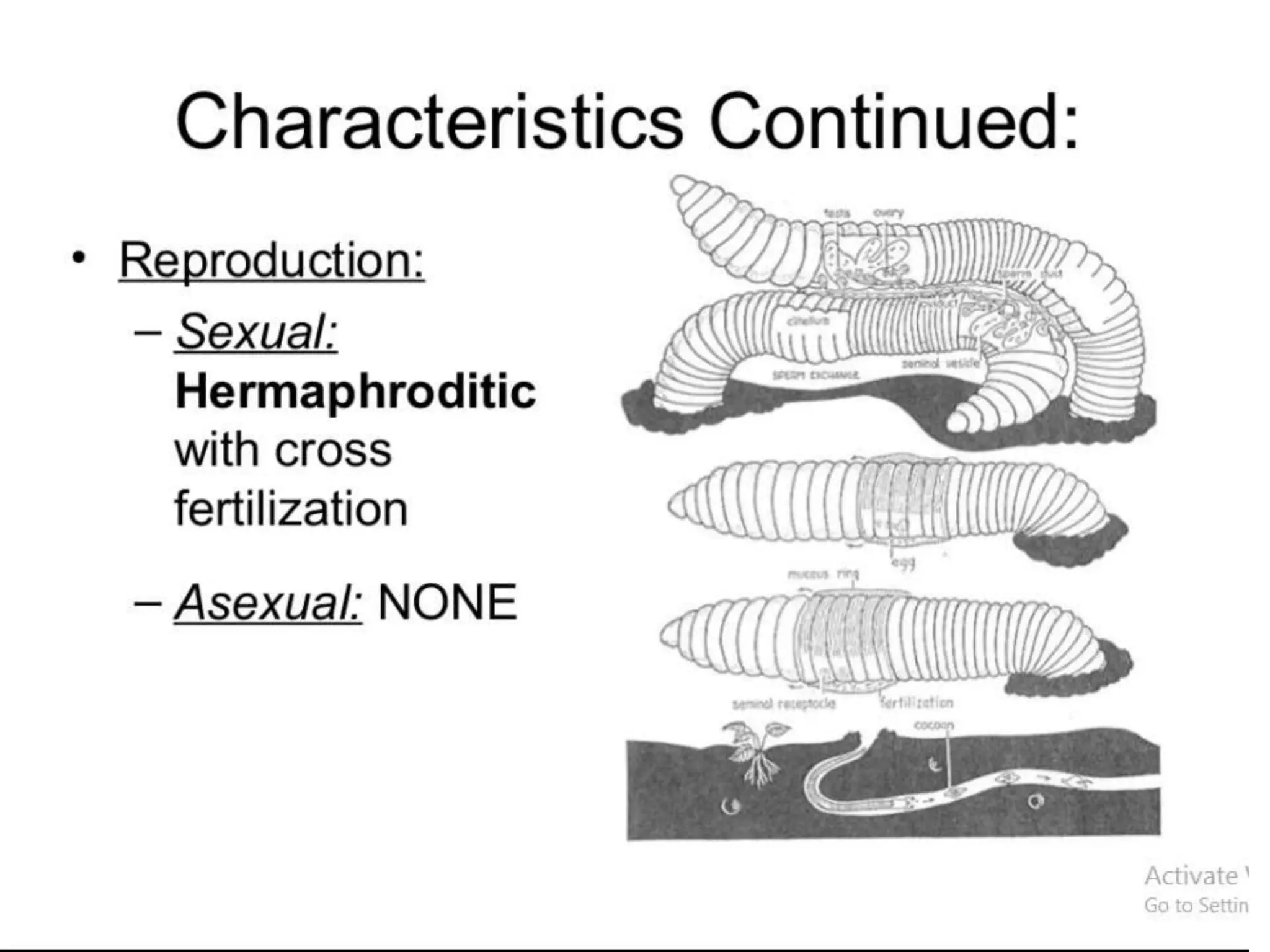 General charecter of phylum annelid.pptx