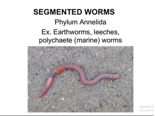General charecter of phylum annelid.pptx