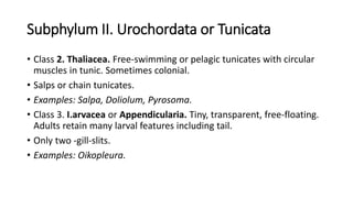 Classification of Phylum: chordates up to class | PPTX