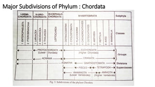 Classification of Phylum: chordates up to class | PPTX