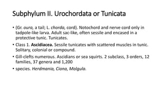 Subphylum Urochordata Classification