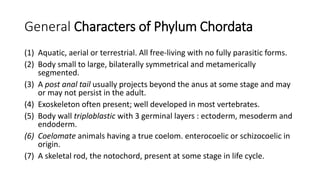 Phylum Chordata Characteristics