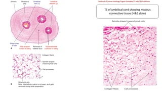Anatomy of General Connective Tissue.pptx