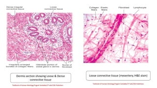 Anatomy of General Connective Tissue.pptx