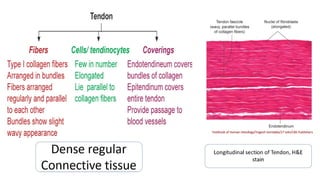Anatomy of General Connective Tissue.pptx