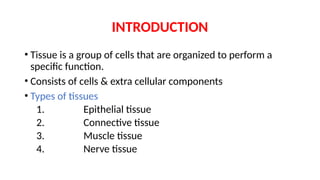 Anatomy of General Connective Tissue.pptx