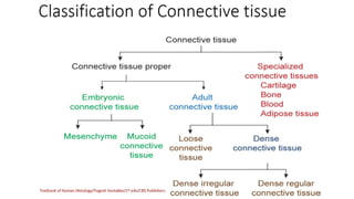 Anatomy of General Connective Tissue.pptx