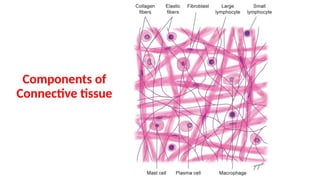 Anatomy of General Connective Tissue.pptx