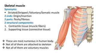 General consideration, muscles | PDF
