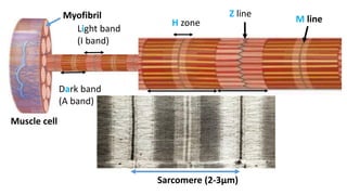 General consideration, muscles | PPT
