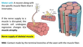 General consideration, muscles | PPT