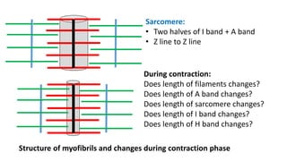 General consideration, muscles | PPT