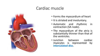 General consideration, muscles | PPT