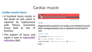 General consideration, muscles | PPT