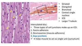 General consideration, muscles | PPT
