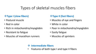 General consideration, muscles | PPT