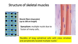 General consideration, muscles | PPT