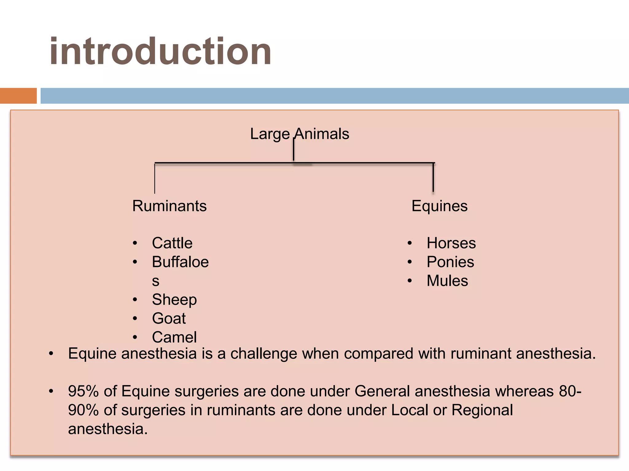 General considerations in large animal anesthesia | PPTX