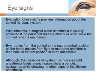 General considerations in large animal anesthesia | PPTX