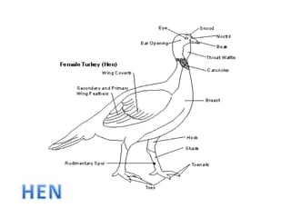 General discription of poultry | PPTX