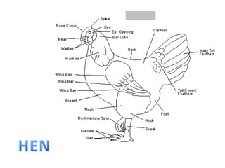 General discription of poultry | PPTX