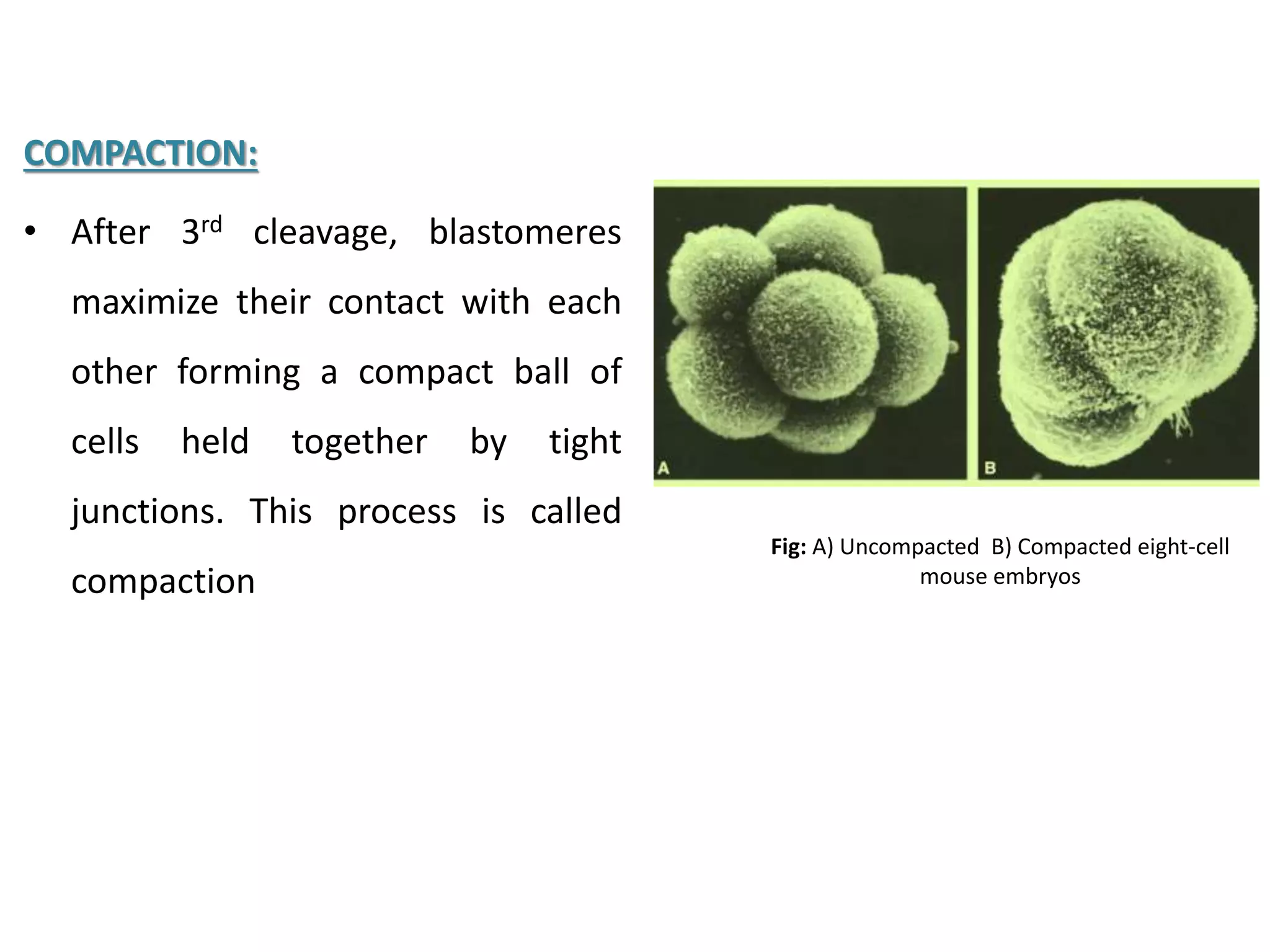 General embryo | PPTX