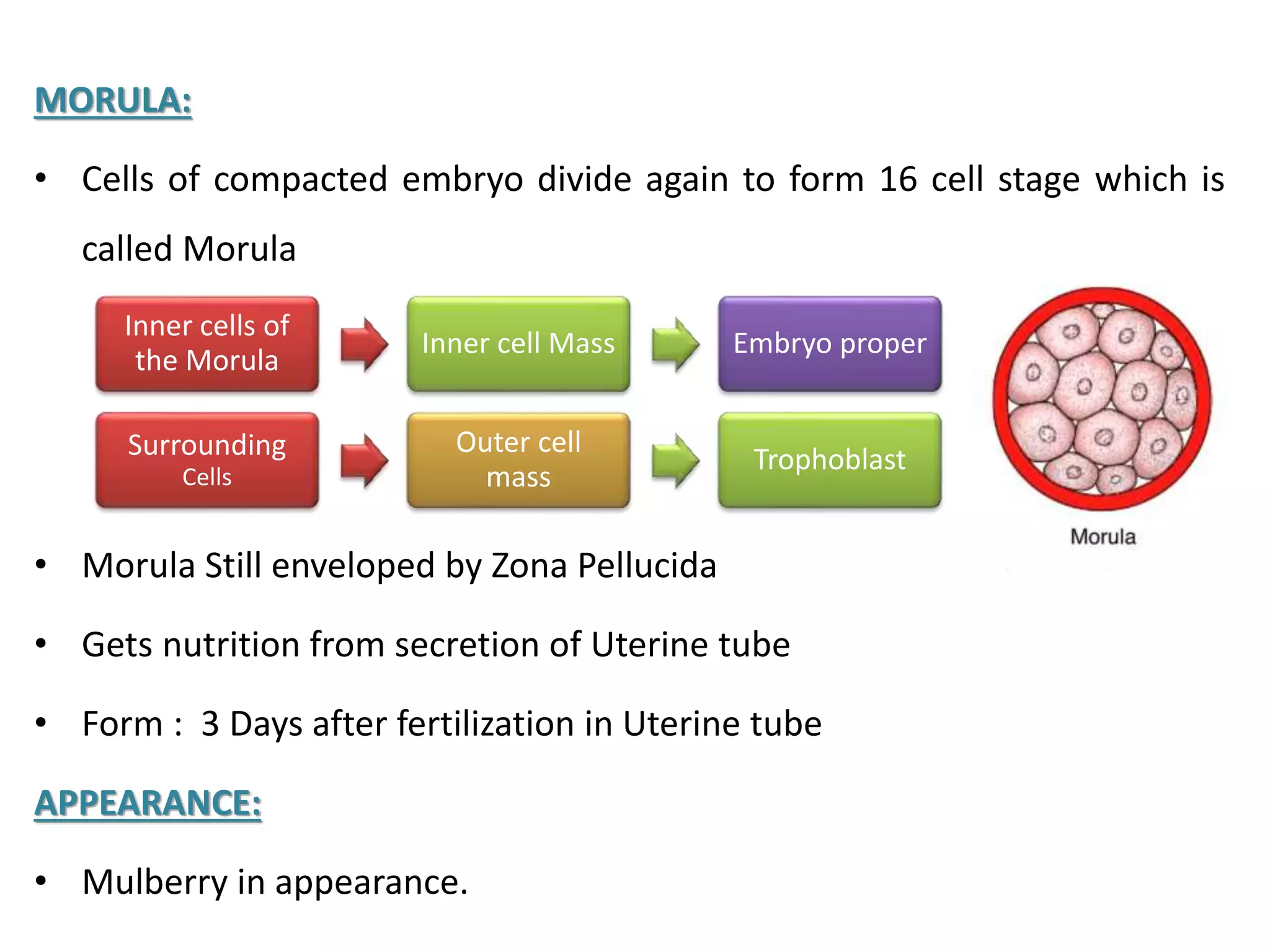 General embryo | PPTX