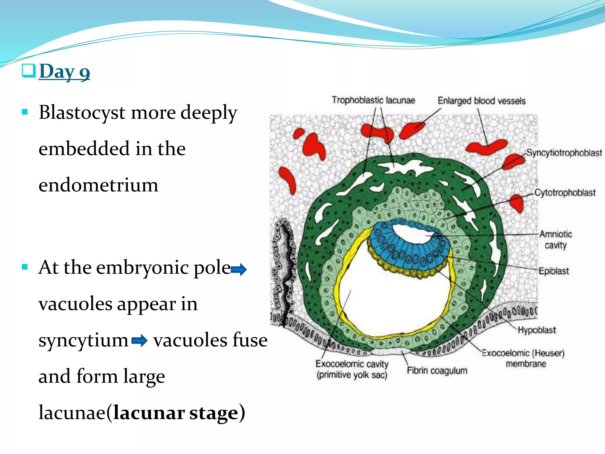 General embryo | PPTX