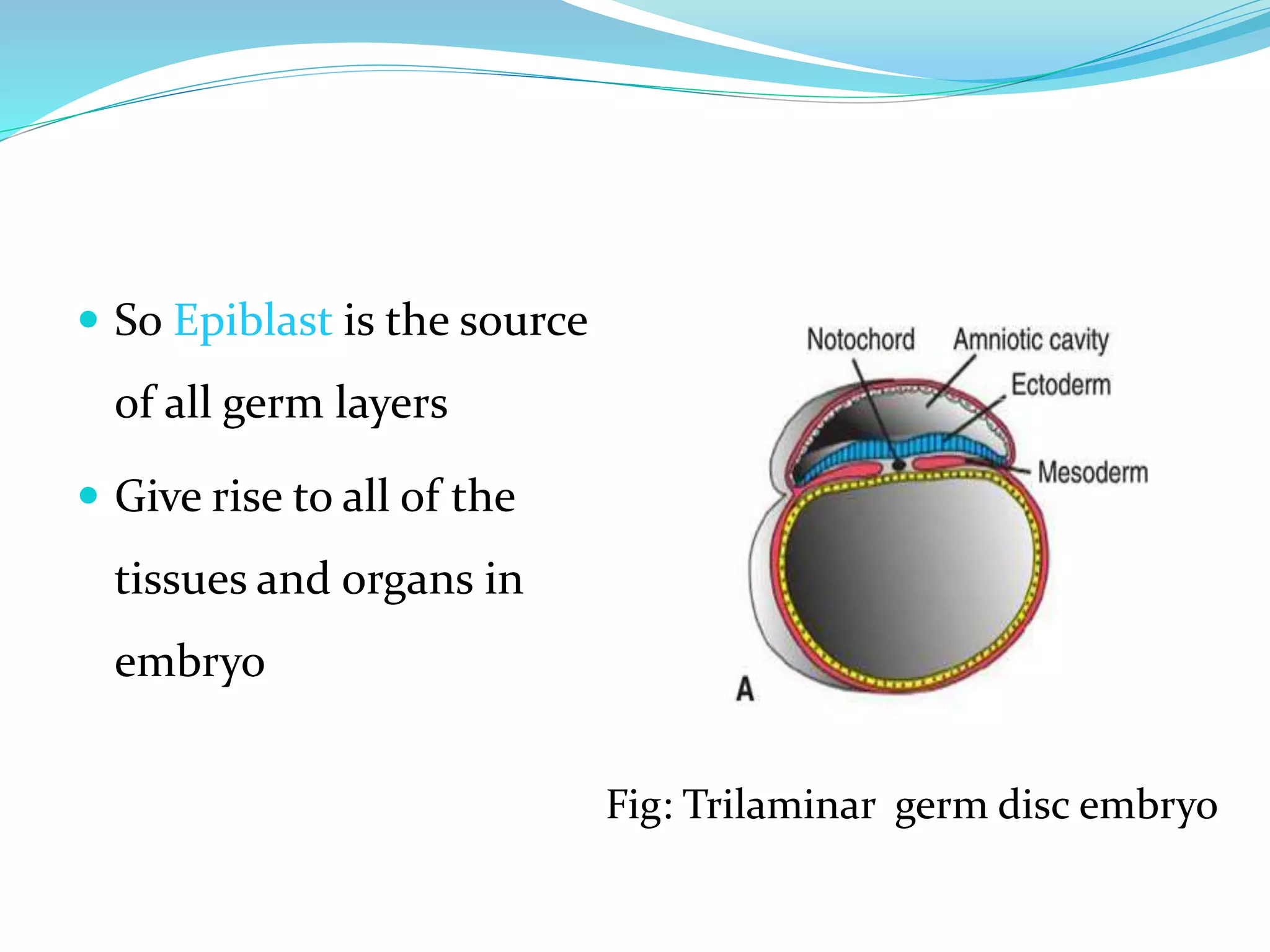General embryo | PPTX