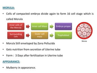 General embryo | PPTX