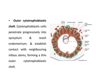 General embryo | PPTX