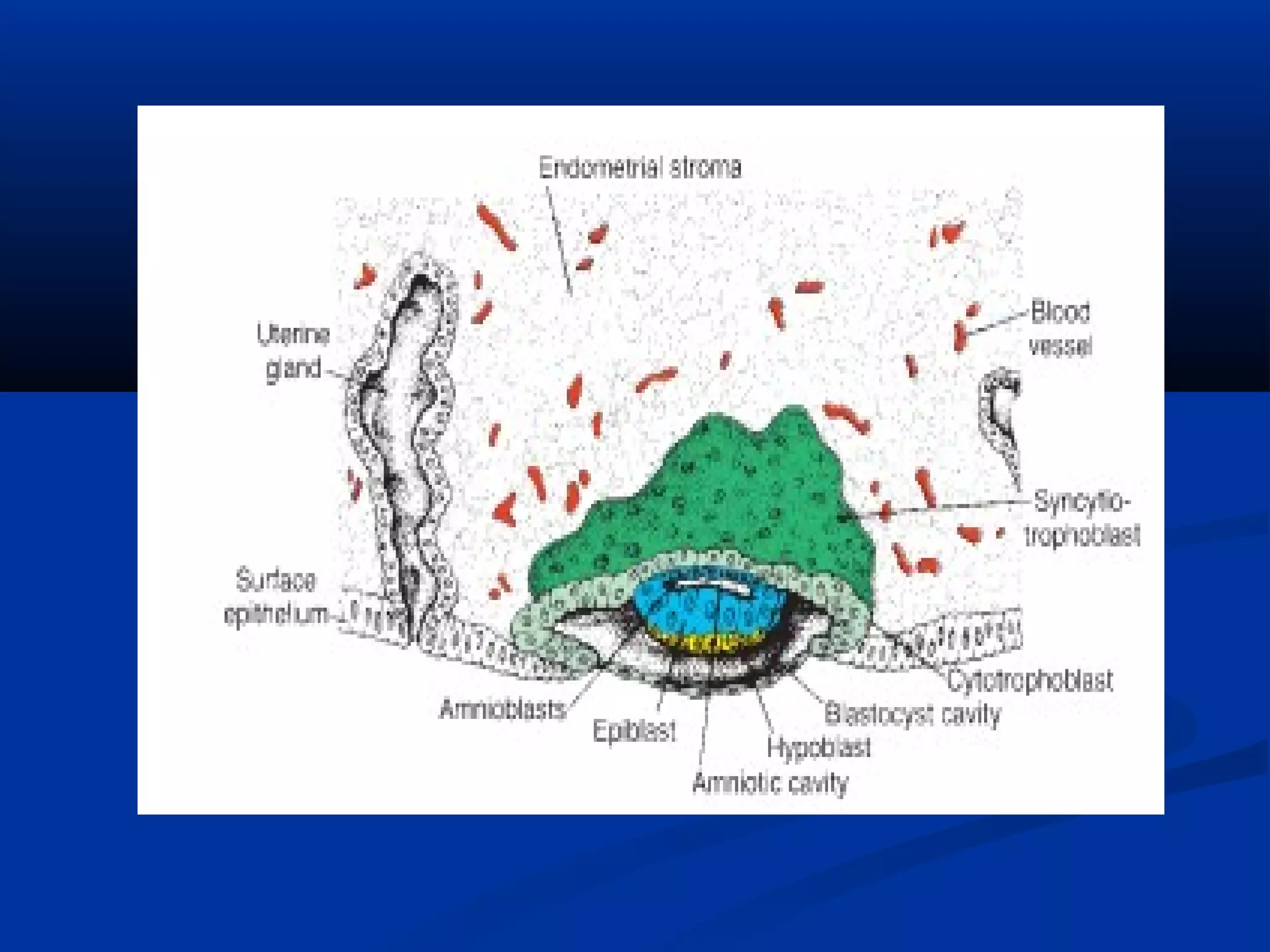 General embryo 2nd | PPT