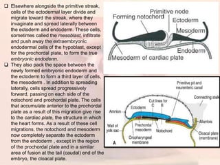General embryology | PPTX