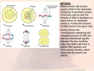 General embryology | PPTX