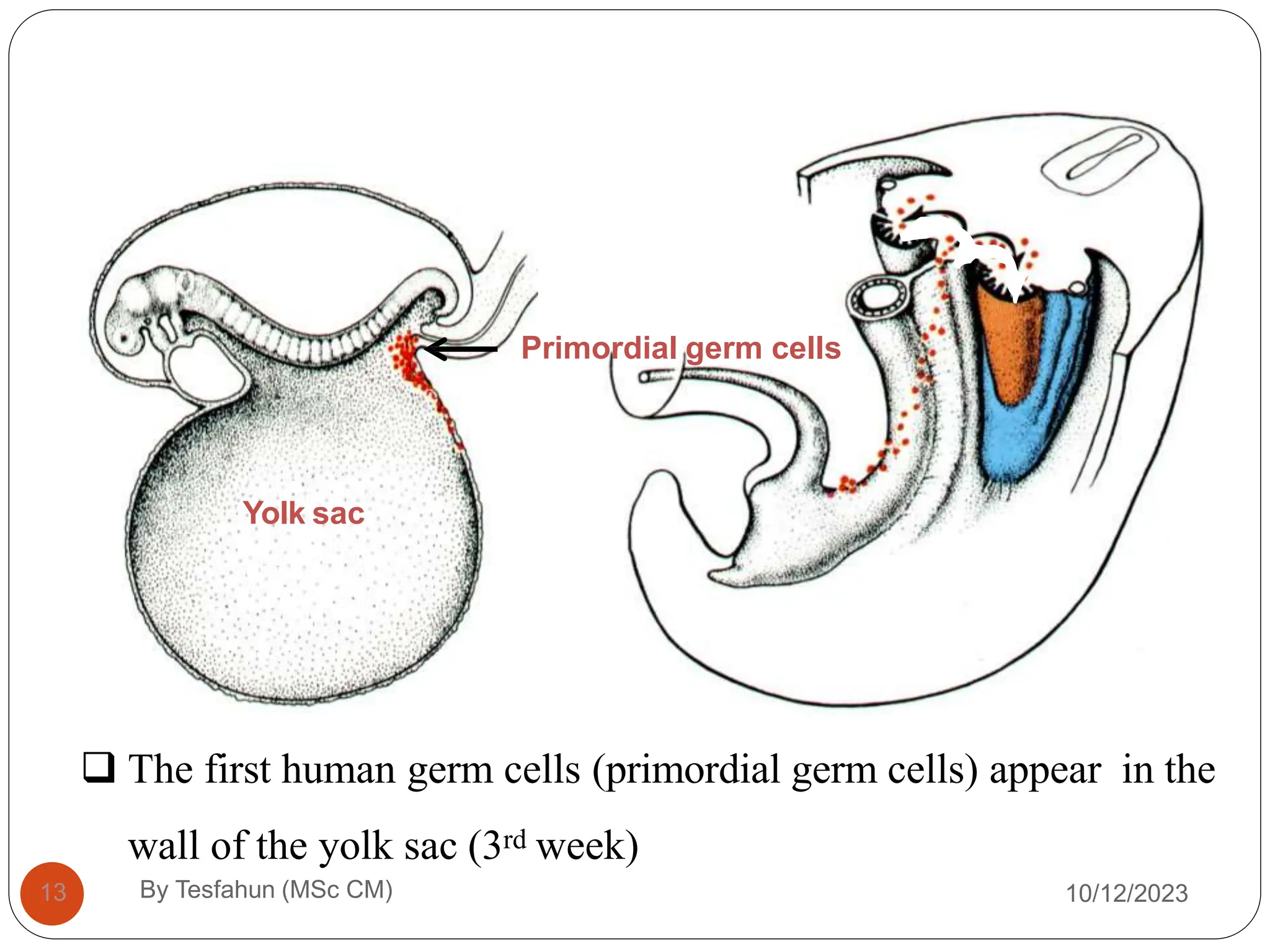 General Embryology.pptx