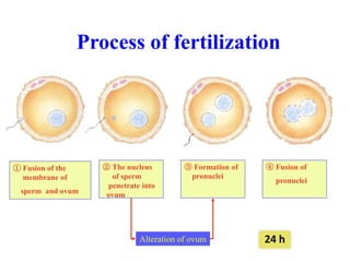 GENERAL EMBRYOLOGY anatomy basic science.pdf | Infertility ...