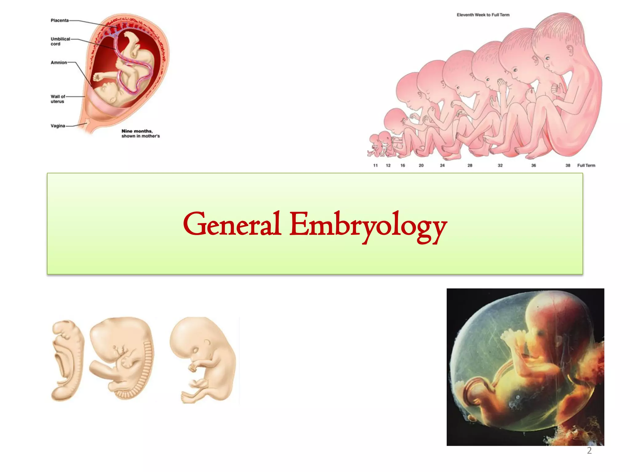 General embryology - Copy.pdf