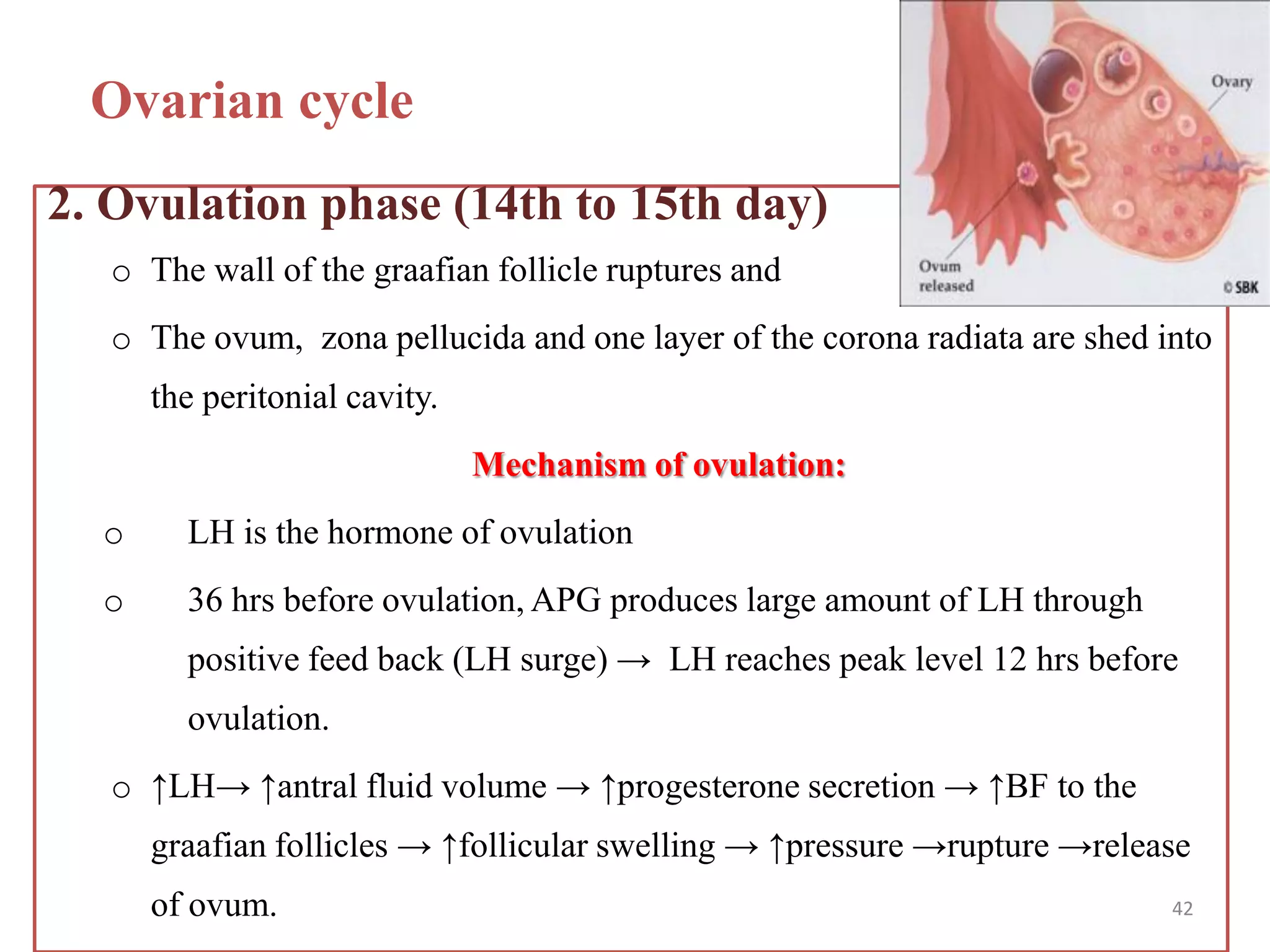 General embryology - Copy.pdf