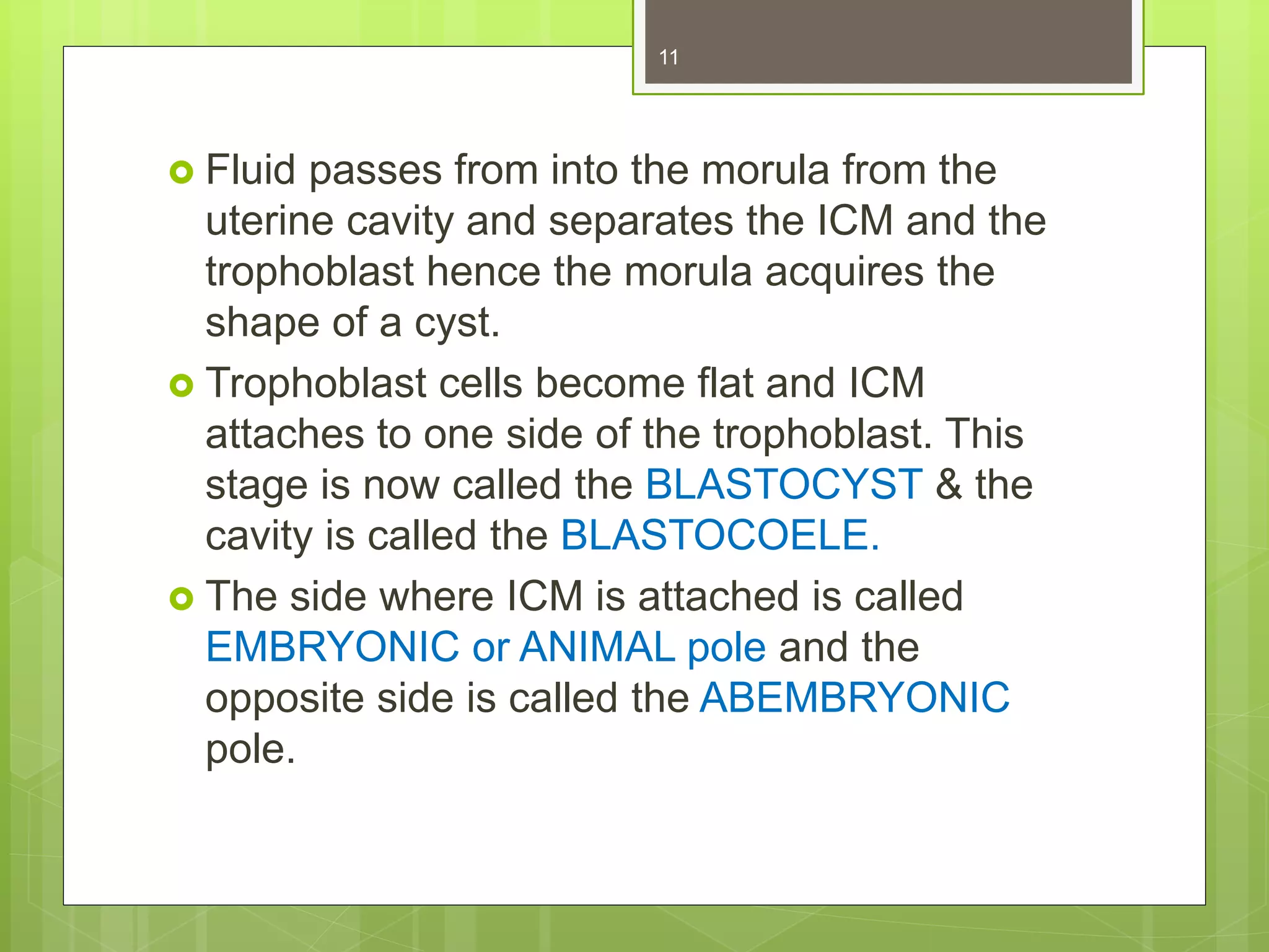 General embryology growth & development of mandible | PPTX