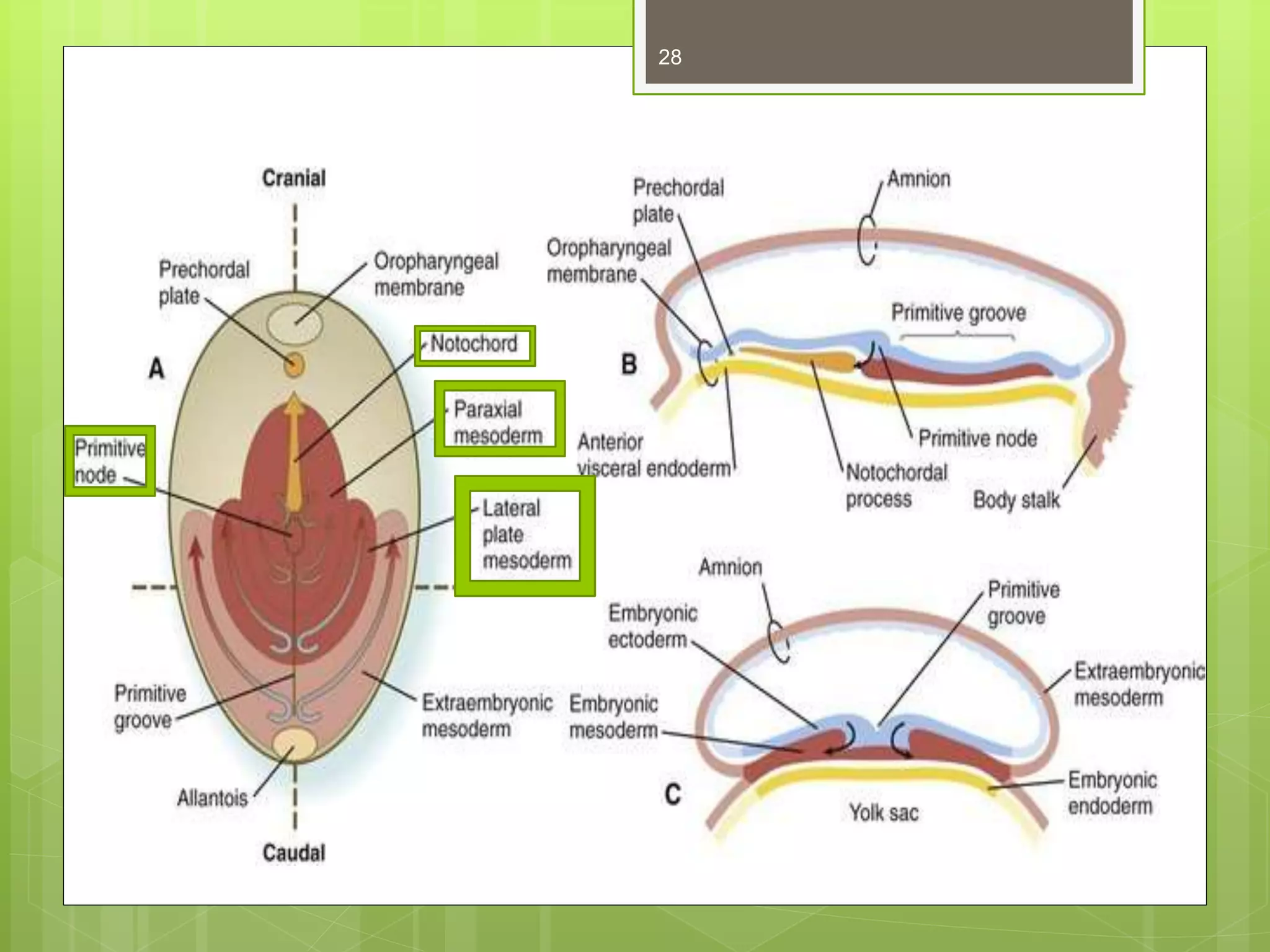 General embryology growth & development of mandible | PPTX