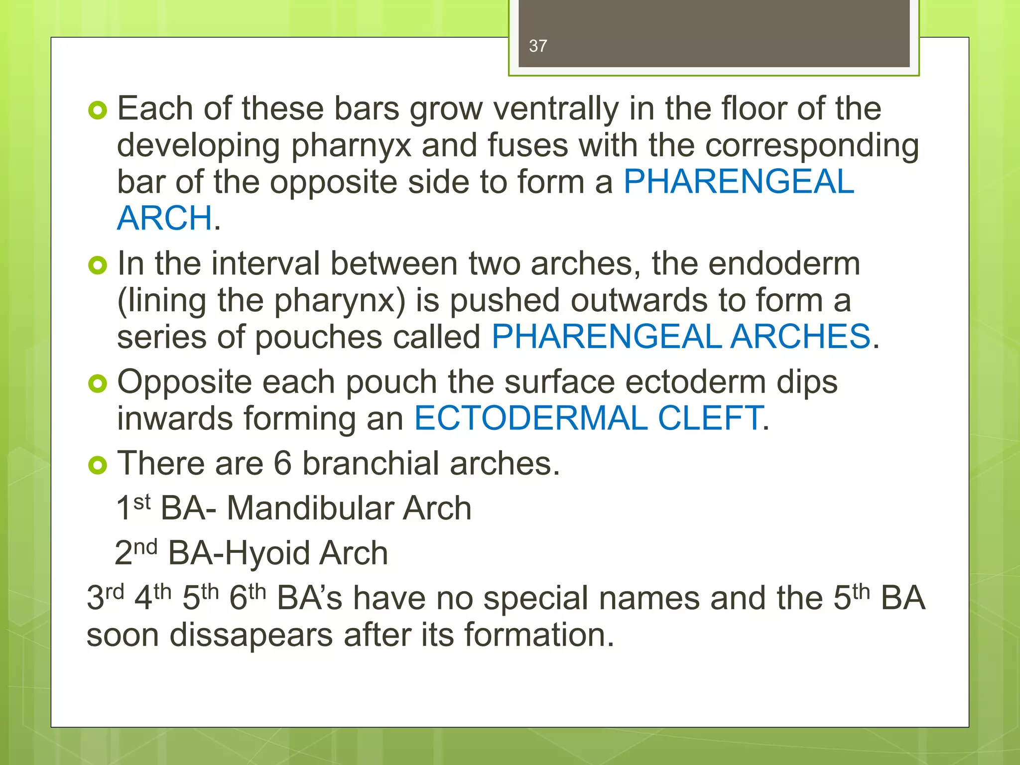 General embryology growth & development of mandible | PPTX
